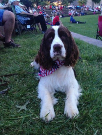 Mason :: AVE Springer Garden